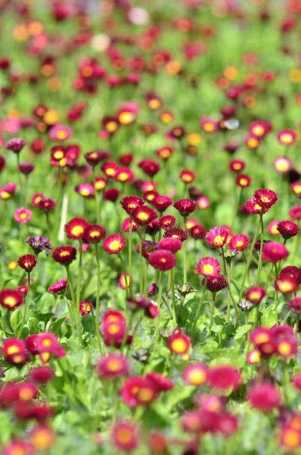 Many alive red flowers stock photo. Image of blurred - 20171000
