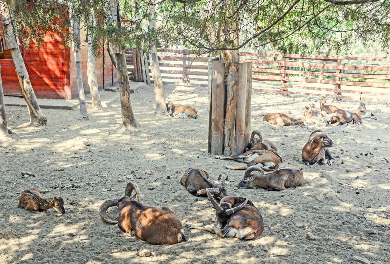 Many Antelopes on the Ground, Behing Fence, Zoo Garden Stock Image ...