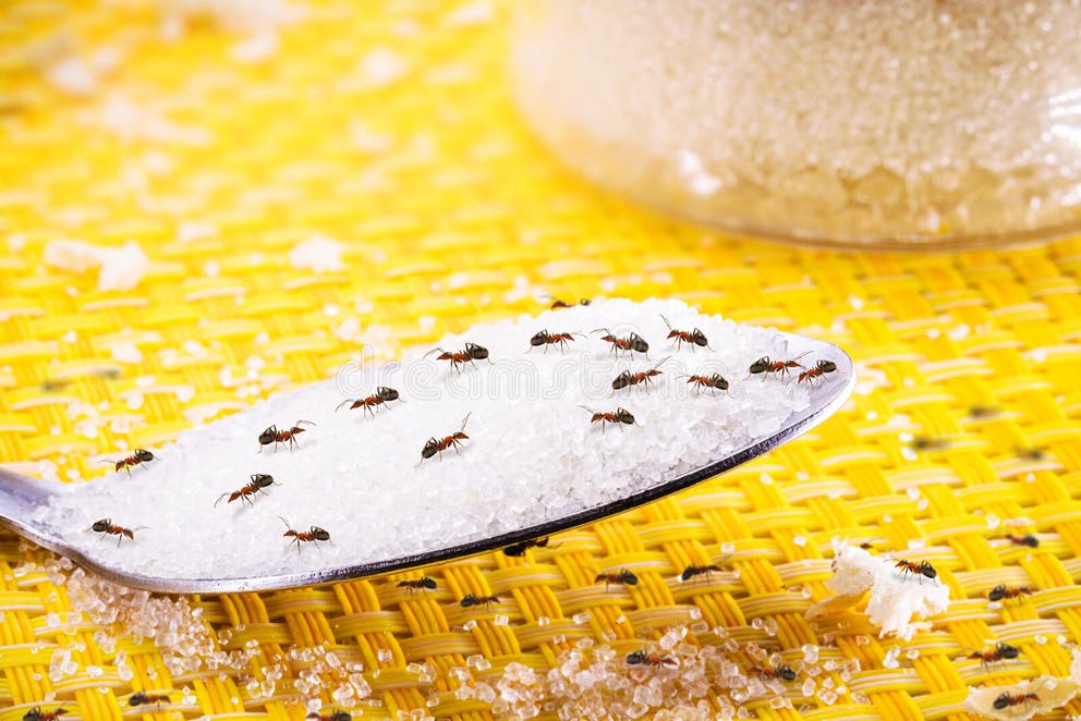 Many Ants Attacking Sugar Spoon on the Table, a Sugar Spoon in the ...