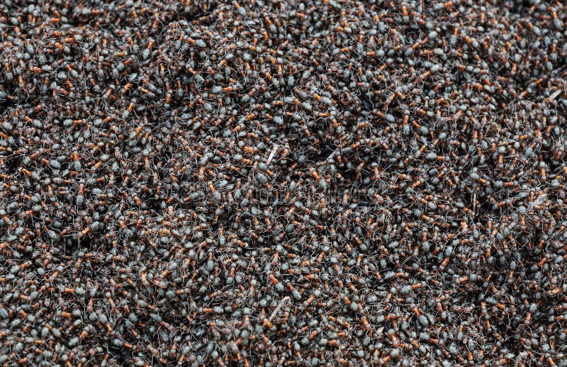 Many ants stock image. Image of black, natural, wildlife - 39609673 Many ants stock image. Image of black, natural, wildlife - 39609673