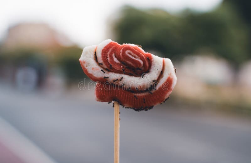 Many Ants Eating from a Lollipop on a Stick Stock Image - Image of ...