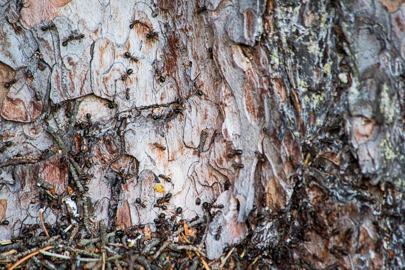 Many ants on the tree stock image. Image of plant, organization - 130595697