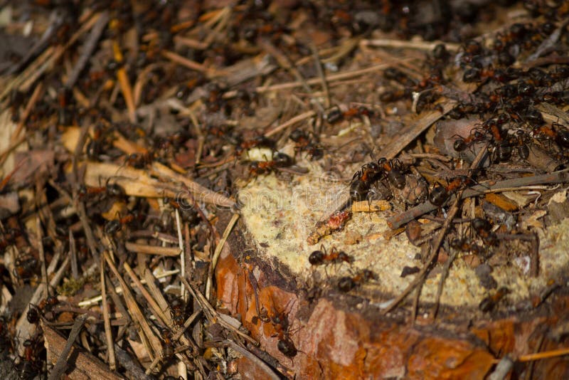Many ants working together stock image. Image of nest - 151481429