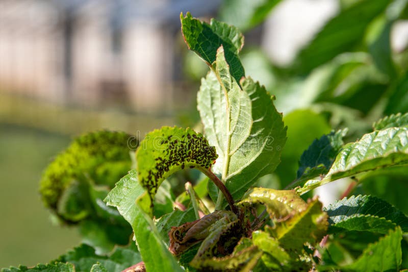 Many Aphids on Cherry Tree Leaves, Pests in Garden Stock Image - Image ...
