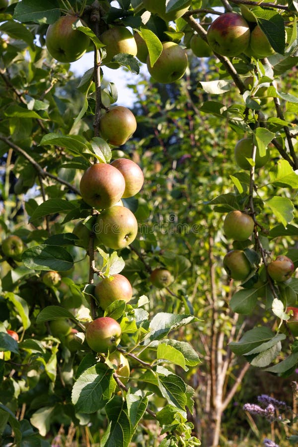 Apples Growing on Apple Trees Stock Photo - Image of fruits, leaves ...