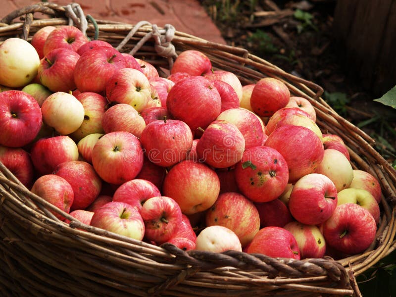 Many apples stock photo. Image of food, harvest, wood - 32795346