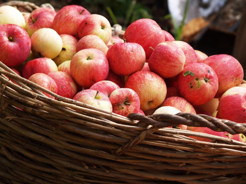 Many apples stock image. Image of basket, fresh, apple - 32795365