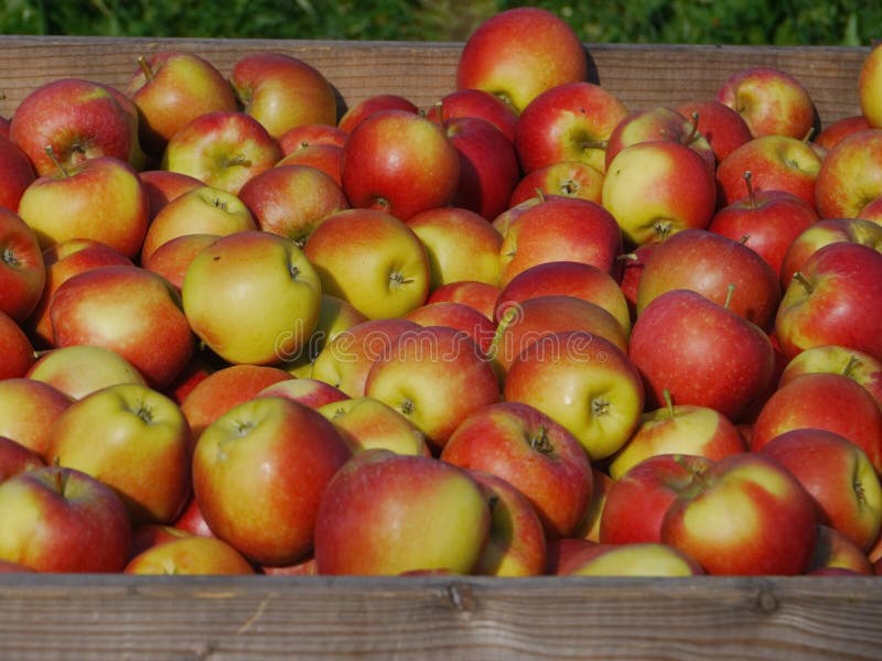 Many Apples in Wooden Boxes Stock Image - Image of market, leaves: 44702777