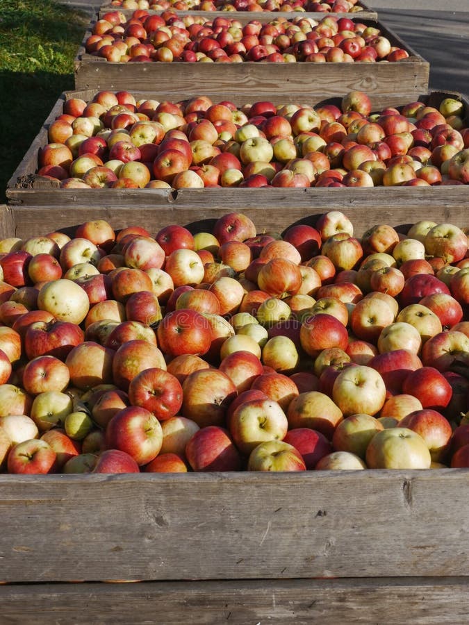 Many Apples in Wooden Boxes Stock Photo - Image of harvest, picked ...