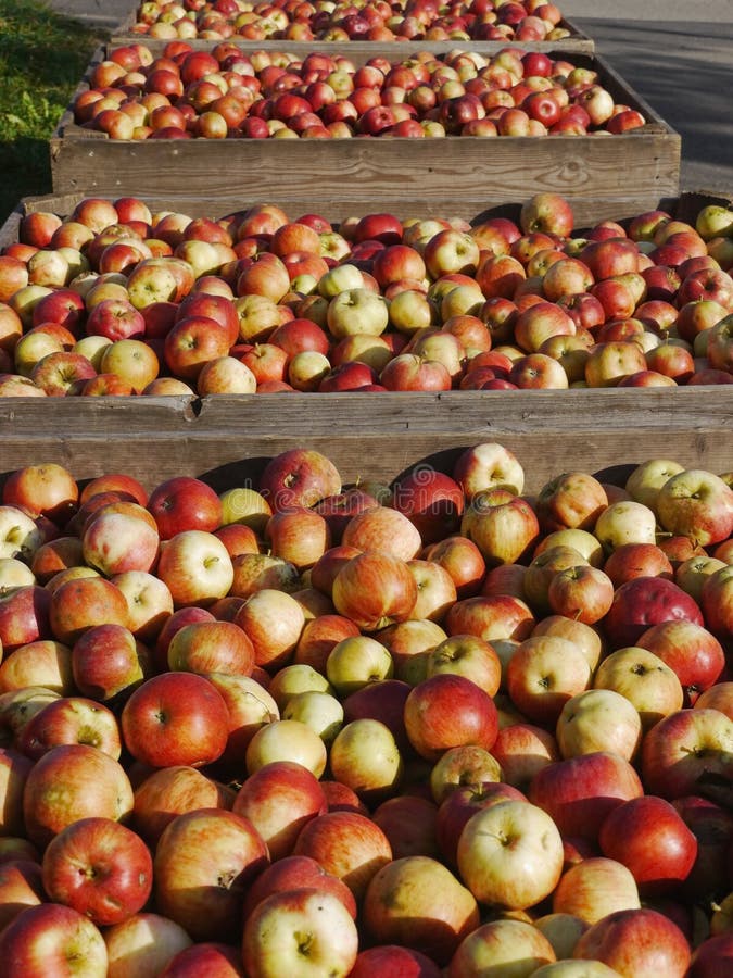 Many Apples in Wooden Boxes Stock Image - Image of bright, crate: 76314971