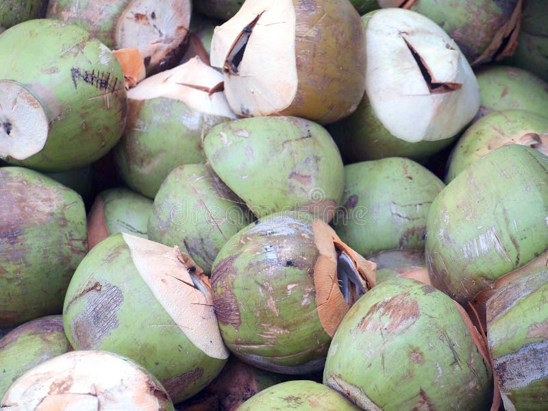 Many Asian coconuts stock photo. Image of nature, coconut - 142779178