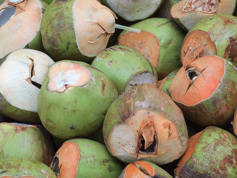 Many Asian coconuts stock image. Image of outdoors, asia - 142780849