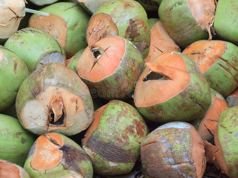 Many Asian coconuts stock photo. Image of flora, growth - 142780904