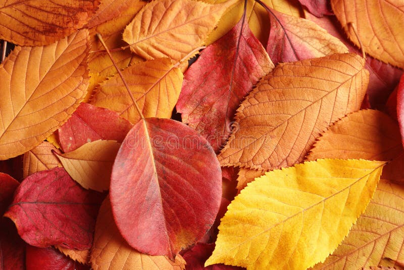 Many Autumn Leaves As Background Stock Image - Image of leaf, park ...