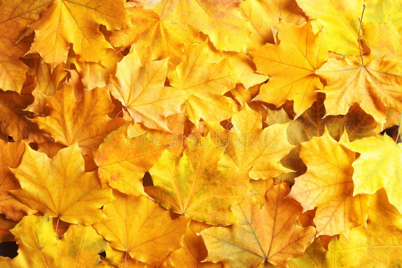 Many Autumn Leaves As Background Stock Photo - Image of forest, cover ...