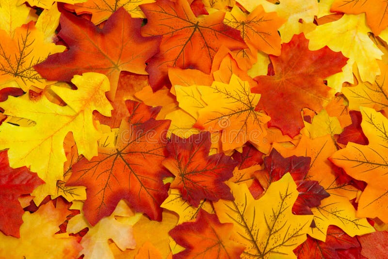 Colorful Fall Oak Leaves stock image. Image of background - 20517073