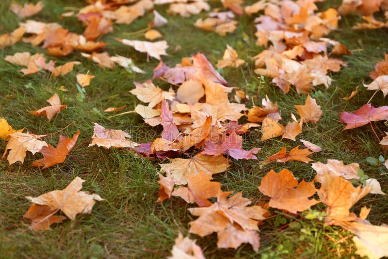 Many Autumn Leaves on Green Grass Outdoors Stock Image - Image of leaf ...