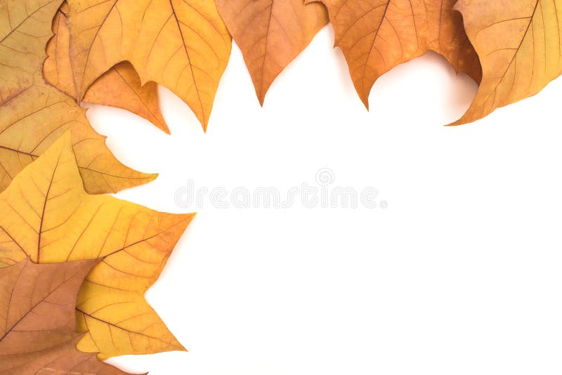 Many Autumn Leaves on a Light Background Stock Image - Image of element ...