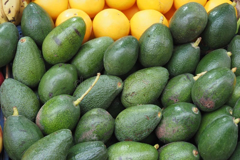 Many Avocado Display for Sale at Local Store Stock Image - Image of ...