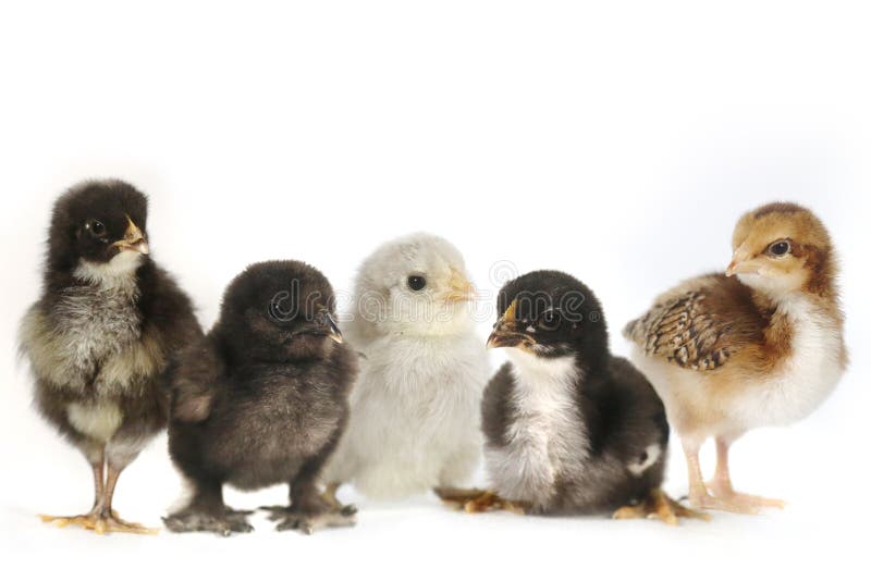 Many Baby Chick Chickens Lined Up on White Stock Photo - Image of beak ...