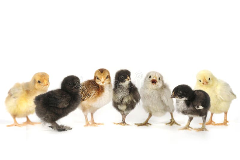 Many Baby Chick Chickens Lined Up on White Stock Photo - Image of beak ...