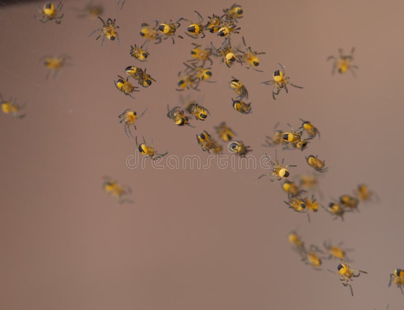 Many baby spiders stock image. Image of creature, nest - 34917645
