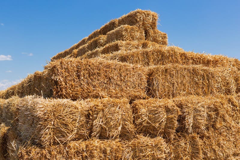 Straw stack on the floor stock image. Image of texture - 118047381