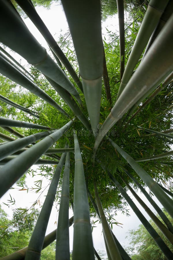 Bamboo trees stock photo. Image of bright, foliage, outdoor - 35199958