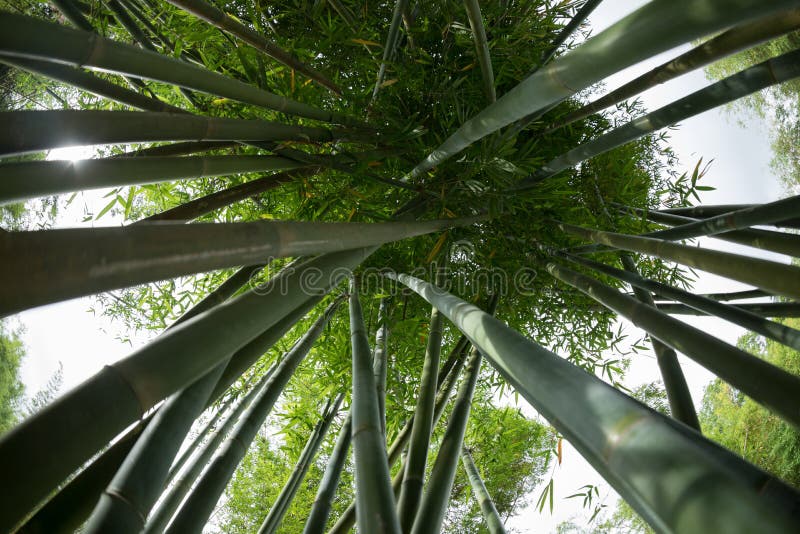 Bamboo trees stock photo. Image of bright, foliage, outdoor - 35199958