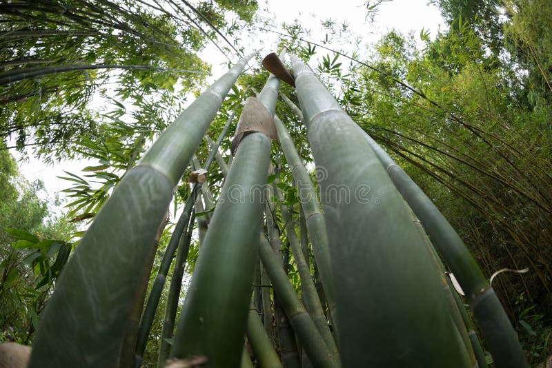 Bamboo trees stock photo. Image of bright, foliage, outdoor - 35199958