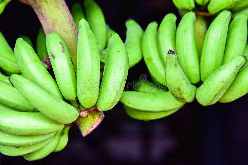 MANY BANANA COMB stock photo. Image of juicy, many, harvest - 50582734