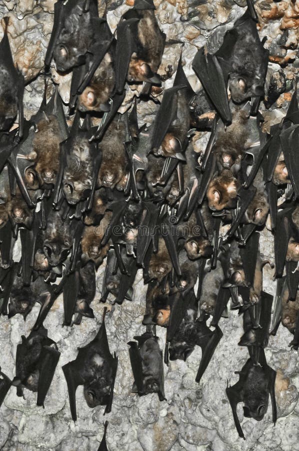 Many bats hang. stock photo. Image of thailand, egyptian - 125835192