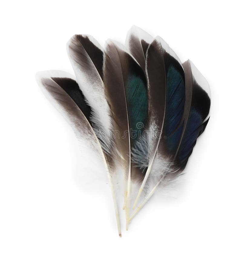 Many Beautiful Bird Feathers Isolated on White, Top View Stock Image ...