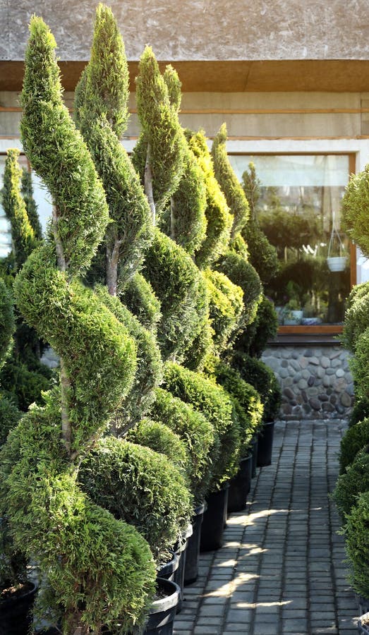 Many Beautiful Bonsai Trees Outdoors. Landscape Design Stock Image ...