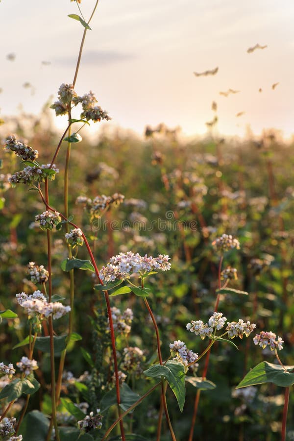 Many Beautiful Buckwheat Flowers Growing in Field Stock Photo - Image ...