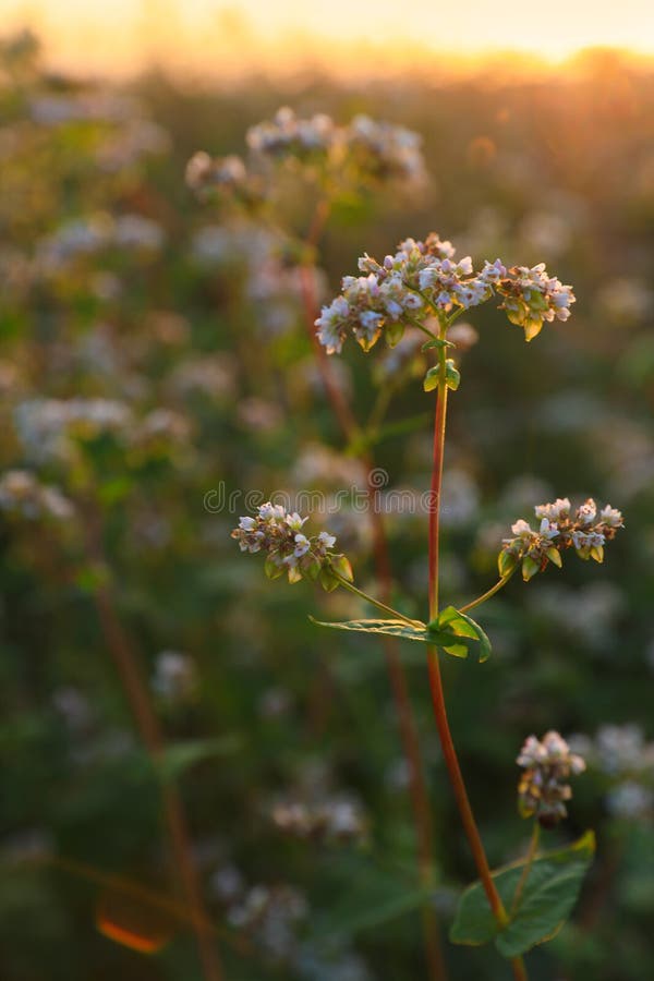 Many Beautiful Buckwheat Flowers Growing in Field Stock Image - Image ...