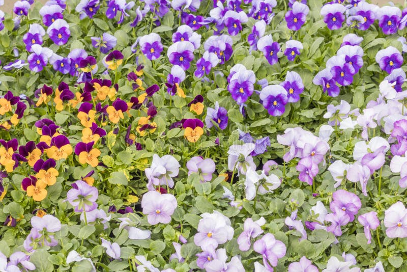 Many Beautiful Colorful Flowers in Rows Stock Photo - Image of leaf ...