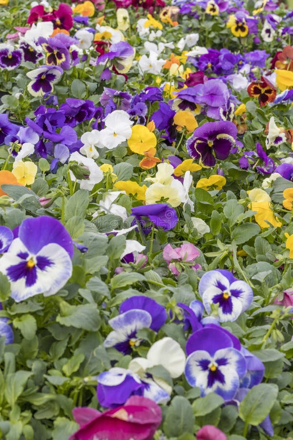 Many Beautiful Colorful Flowers in Rows Stock Photo - Image of leaf ...
