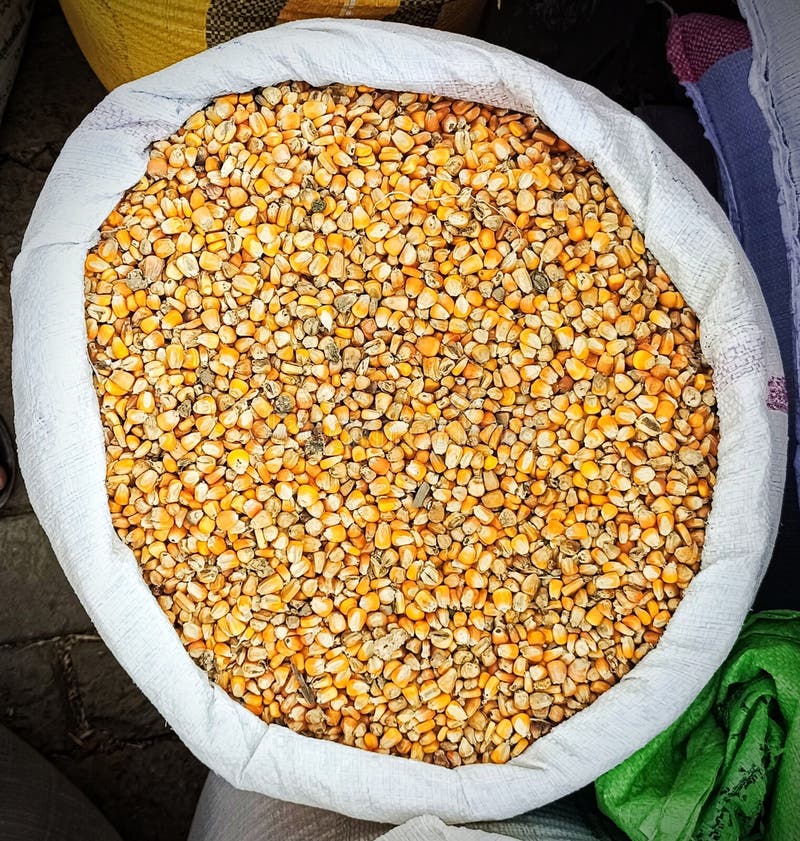 Many Beautiful Corn Seeds in Sack Stock Image - Image of corn ...