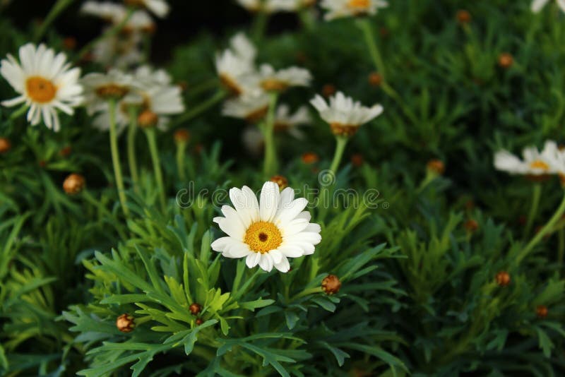 Many beautiful daisies stock photo. Image of flower - 143503482