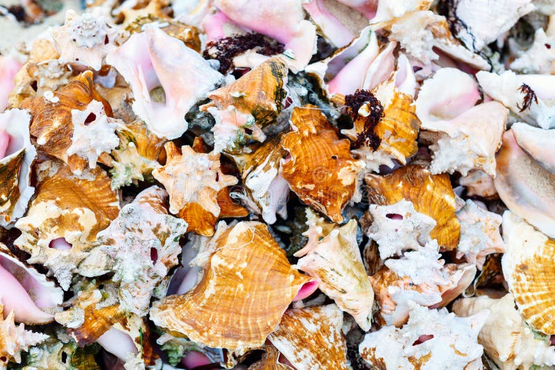 Conch shells stock image. Image of marine, collection - 123071179