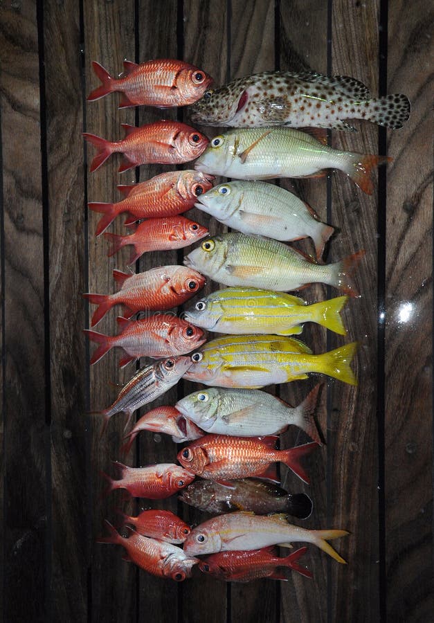 Many Fish Caught Underwater. Stock Photo - Image of asia, rudder: 141794010