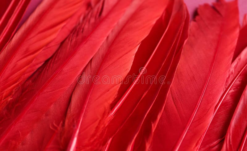 Many Beautiful Fluffy Red Feathers As Background, Closeup Stock Photo ...