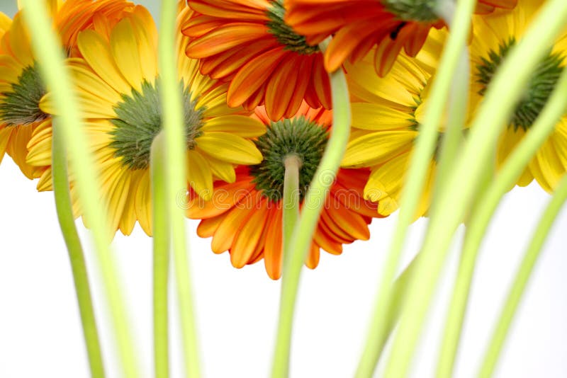Pink and Green Gerbera Daisies Stock Image - Image of flower, floral ...