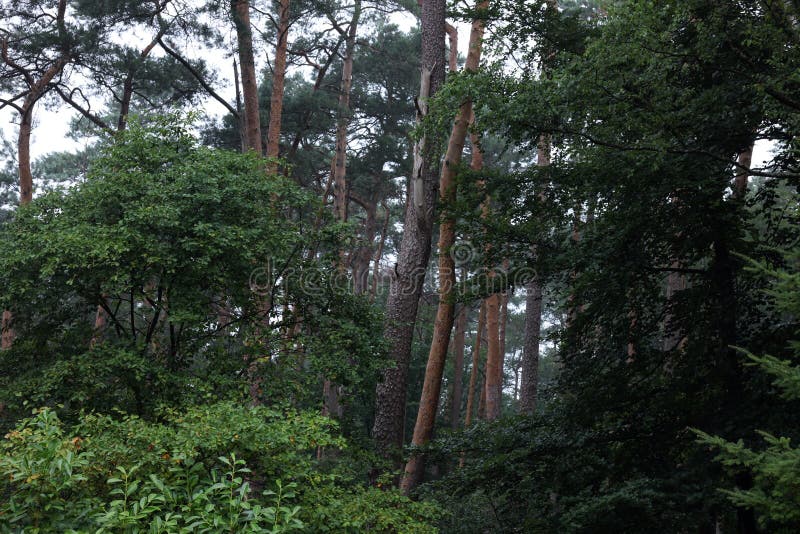 Many Beautiful Green Trees and Bushes Outdoors. Landscape Design Stock ...