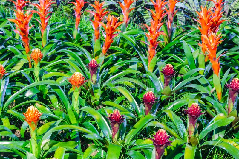 Many Beautiful Guzmania Magnifica Flower Stock Photo - Image of ...