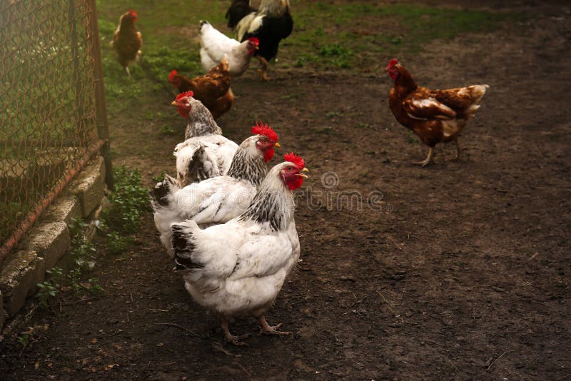 Many Beautiful Hens in Farmyard. Free Range Chickens Stock Photo ...