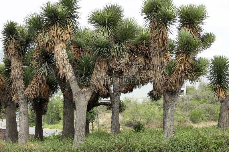 Many Beautiful Joshua Trees Growing among Lush Green Grass Outdoors ...