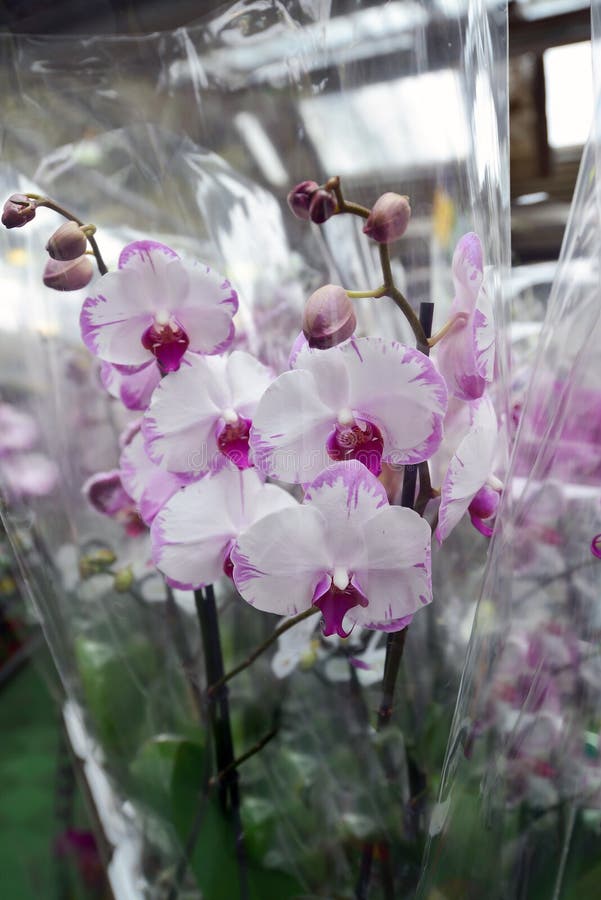 Large Orchid with Colorful and Beautiful Patterns. Stock Photo - Image ...