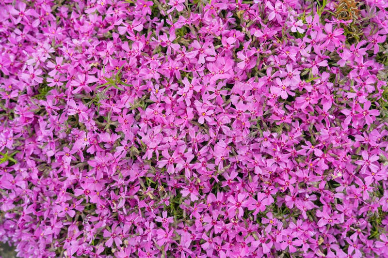 Many Beautiful Pink Phlox. Flowering Mountain Moss Stock Image - Image ...